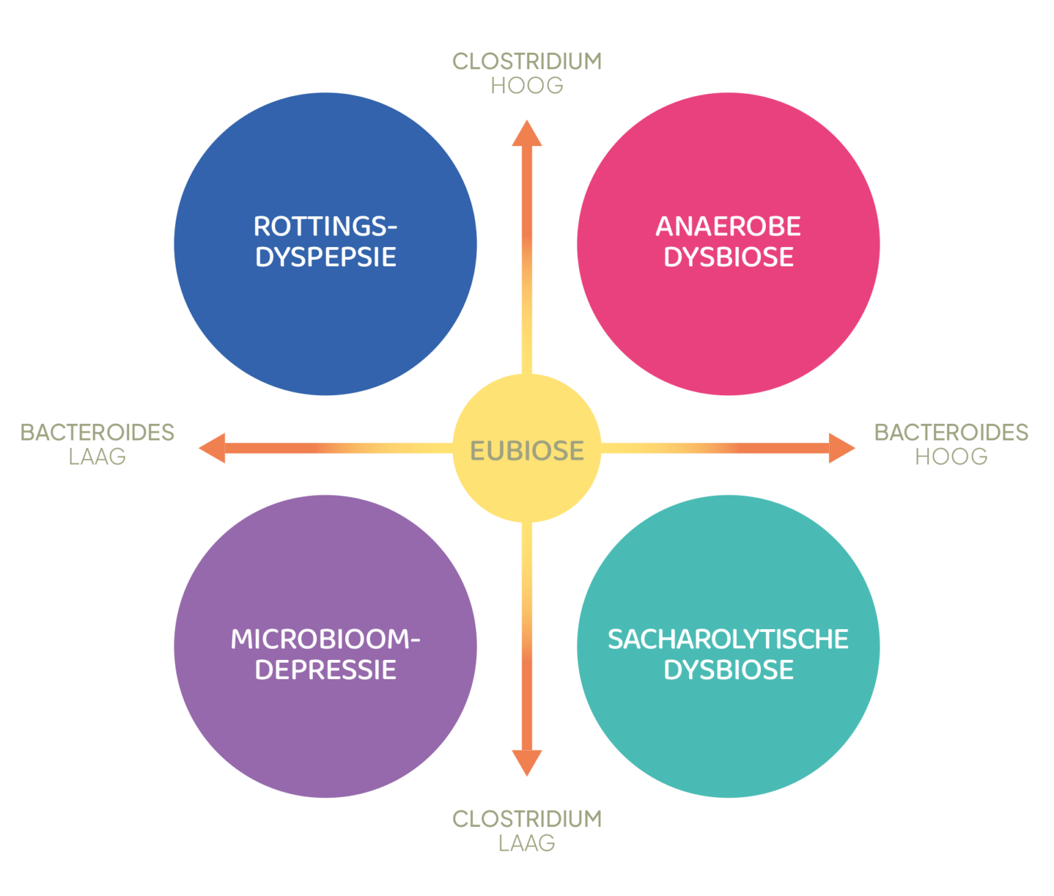 Ons verbeterde model voor dysbiose van het darmmicrobioom - NL-Lab